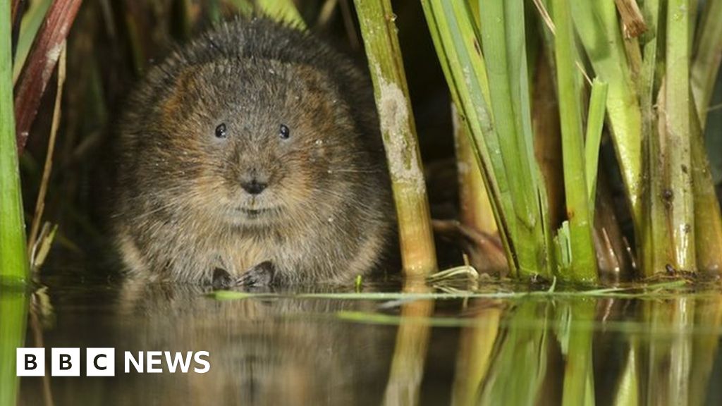 Archers Green: Wildlife charity in bid to raise £500k to buy land - BBC ...