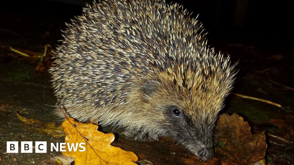 Hedgehog corridor stops approval of Peterborough 'illegal' wall