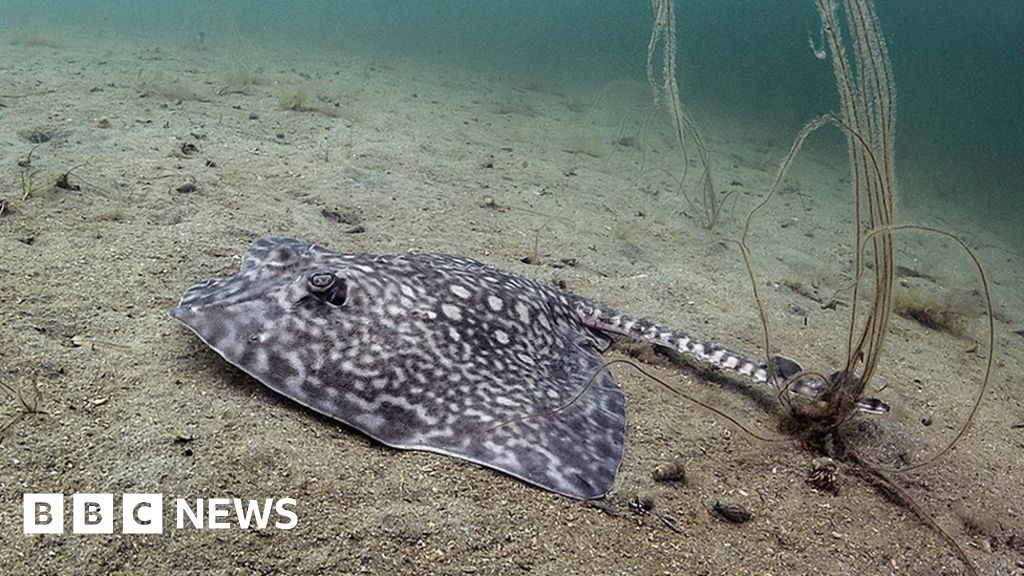 Highly Protected Marine Areas: Three sites secure environmental ...