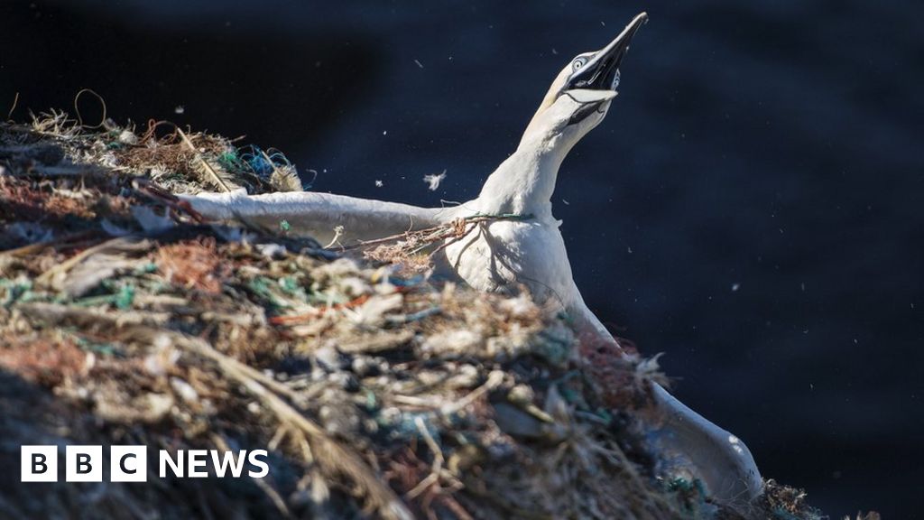Plastic pollution: RSPB Grassholm Island 'living hell' for birds - BBC News