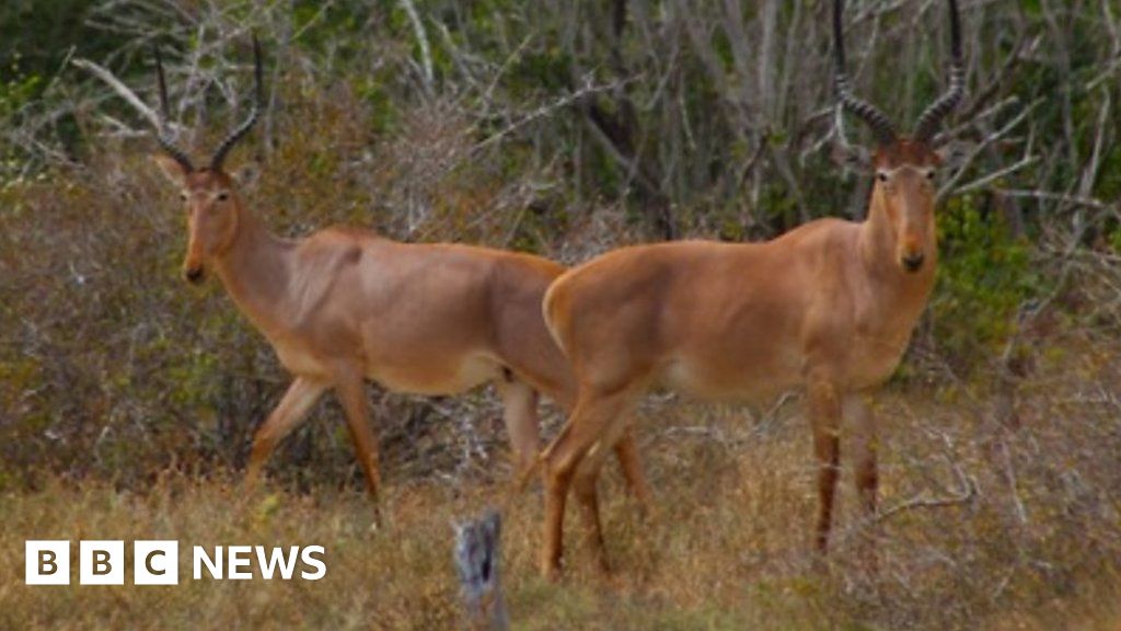 Saving one of the world's rarest antelope - BBC News