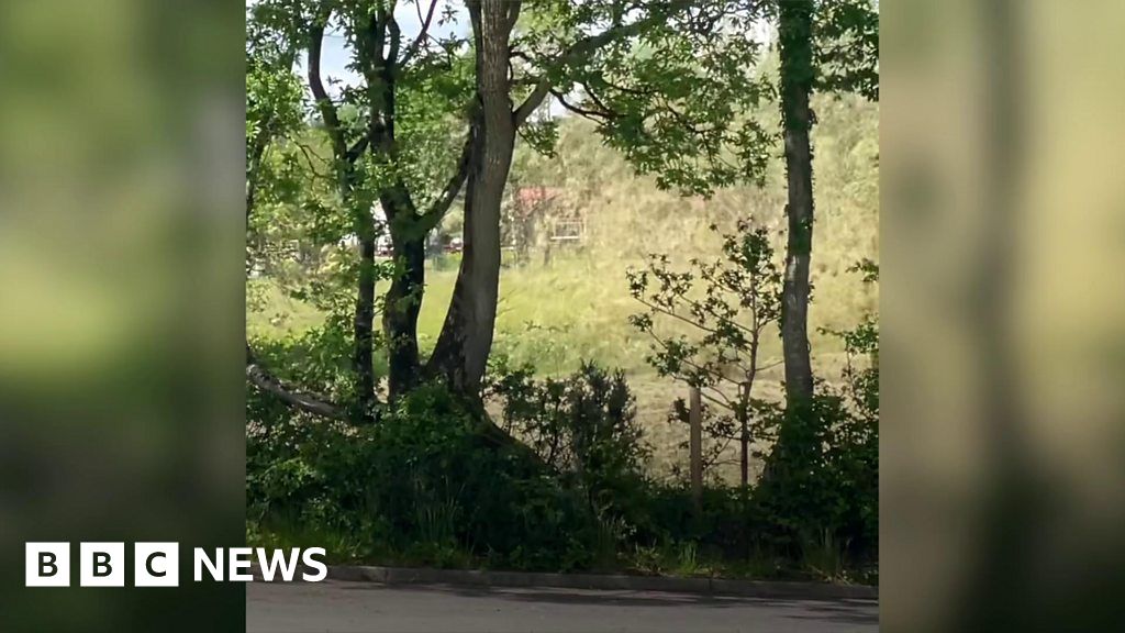 Dust devils: 'Torn-hay-do' causes a stir in Tyrone field - BBC News
