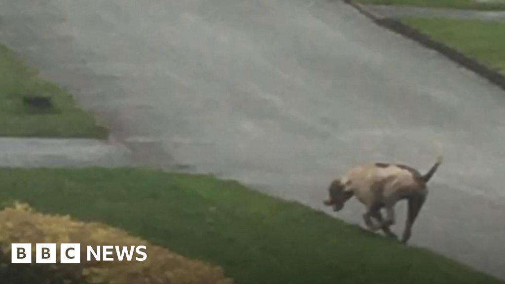 'Out of control' hunt dogs accused of killing fox in garden - BBC News