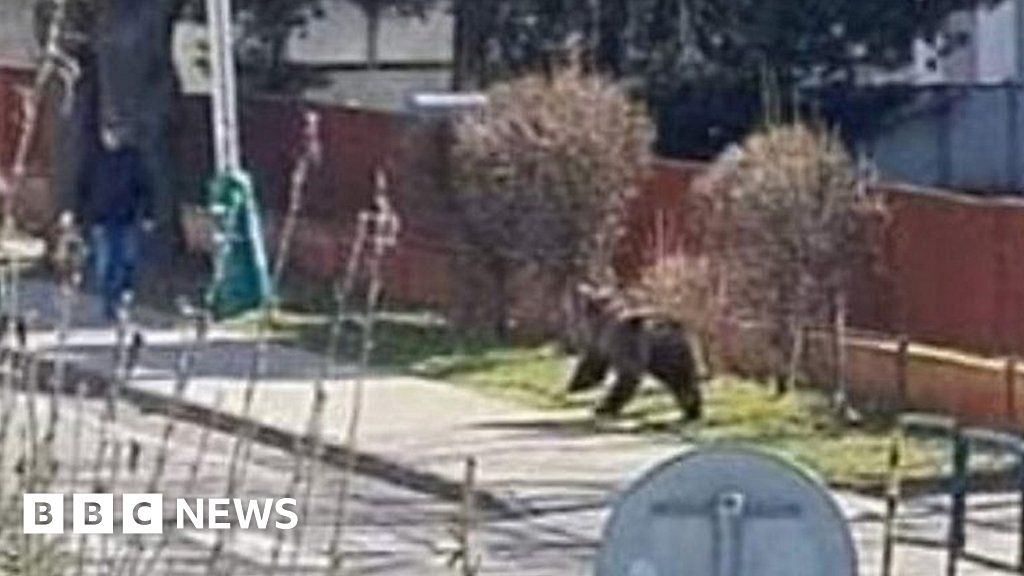 Watch: Bear bounds down street in Slovakia attack