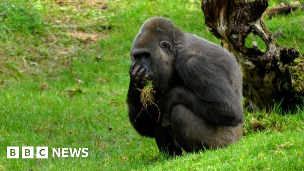 Building work under way for new gorilla house at Jersey Zoo - BBC News