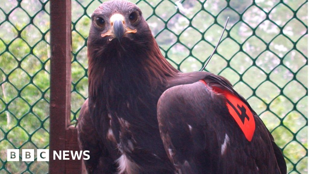 Can Ireland's golden and white-tailed eagles continue to soar? - BBC News