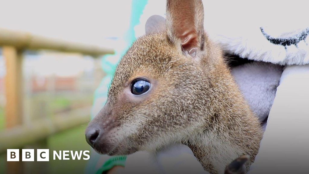 Orphaned baby wallaby hand-reared in rucksack