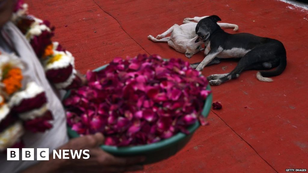 India outrage over stray dog torture video - BBC News