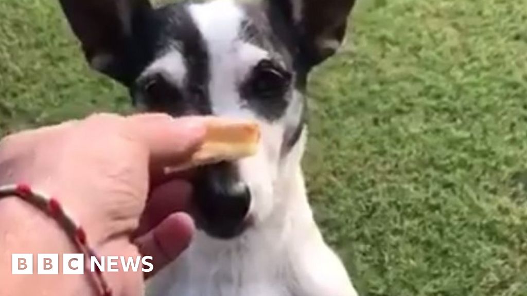 Meet Pidi: The political dog winning Twitter in India - BBC News