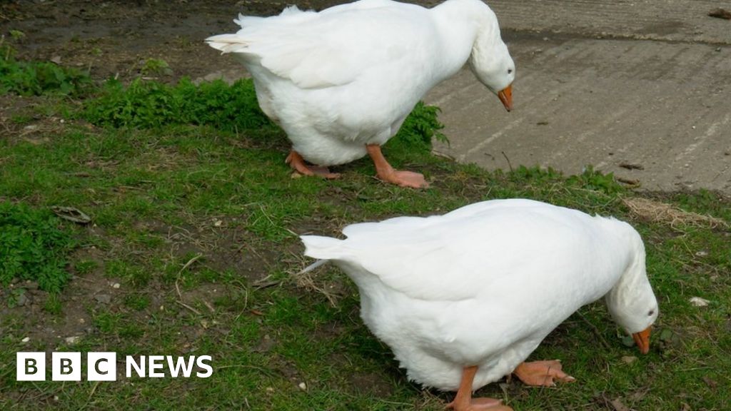 Warrington MP's outrage over geese deaths in Penketh road - BBC News