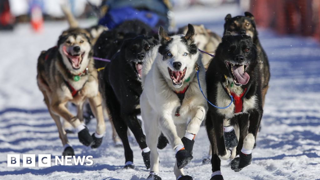 Snowmobile 'driven into dog-sleds' in Alaska Iditarod race - BBC News