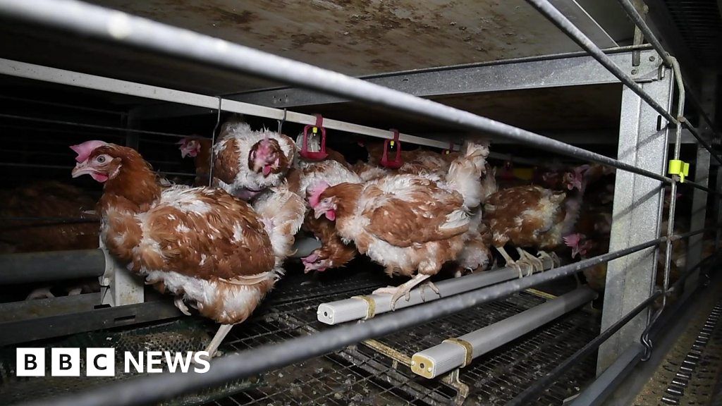 Walston Poultry Farm hens endured 'extreme suffering' - BBC News