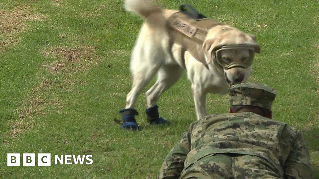 Frida, Mexico's famous rescue dog, retires - BBC News