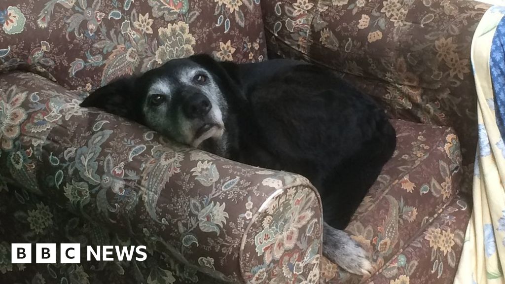 Trelogan animal rescue opens 'old folks' home' for dogs - BBC News