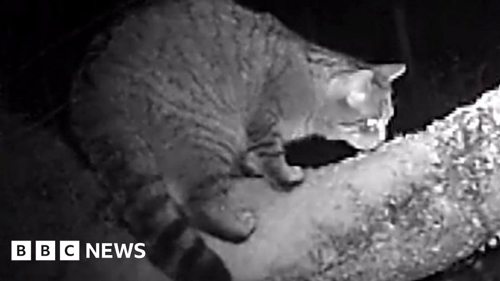 Rare footage of 'pure wildcat' captured in Huntly - BBC News