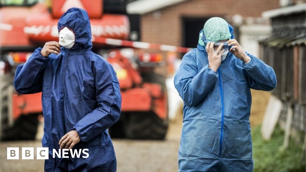 Bird restrictions ordered in Scotland over avian flu - BBC News
