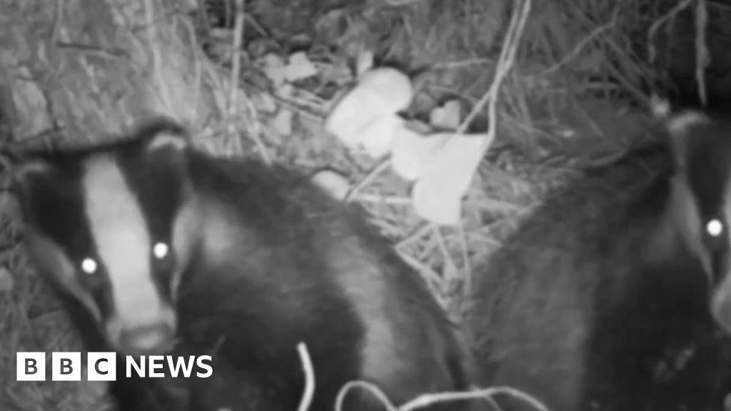 Kennet and Avon canal banks checked for 'badger damage' - BBC News