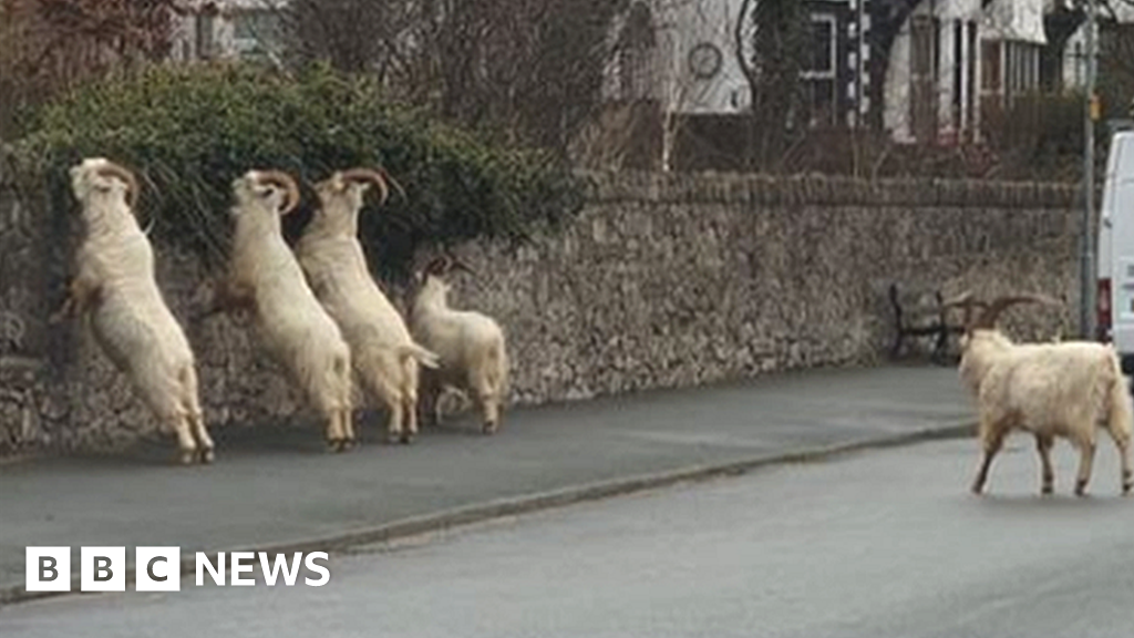 Llandudno: Great Orme goats to be moved after damaging property