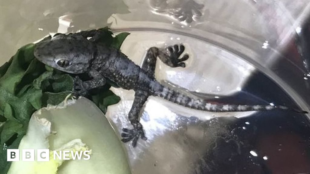 Stowaway Brazilian gecko hitches ride in box of melons - BBC News
