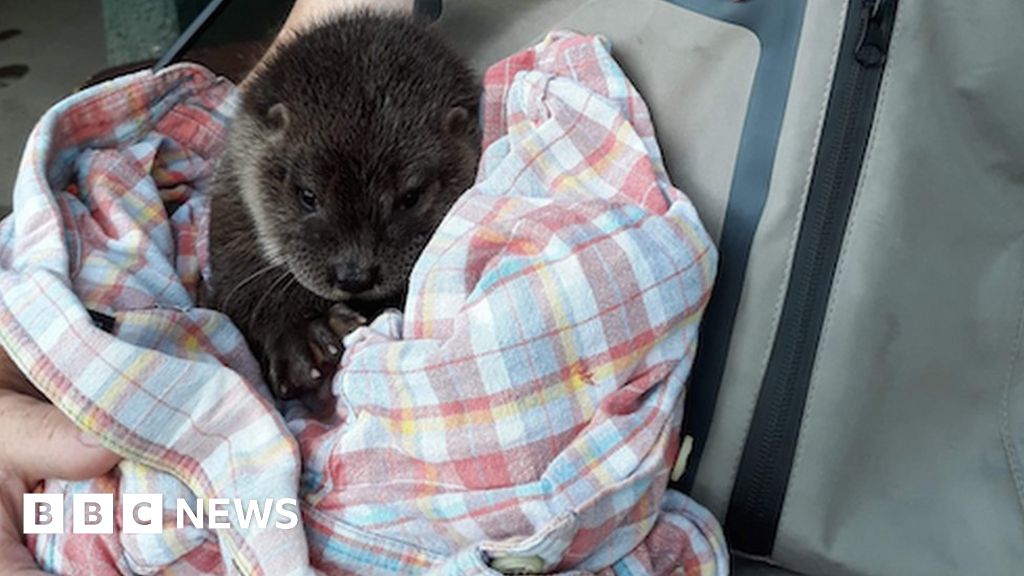 Kirkintilloch angler rescues otter cub in Inverness