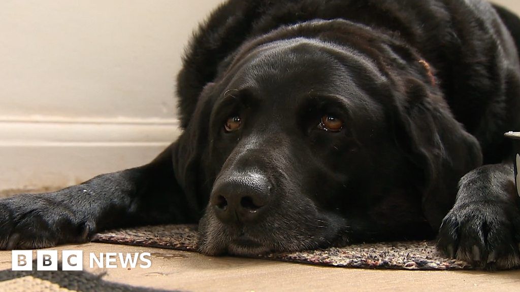 The battle to get podgy pooches to lose weight - BBC News