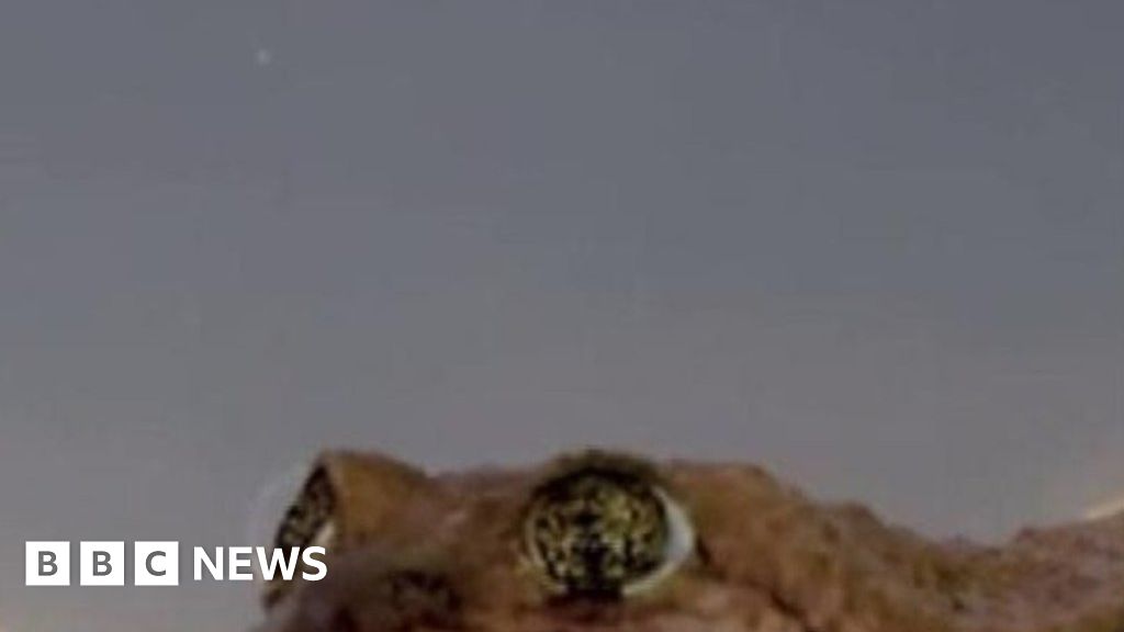 World's loneliest frog finds friends - BBC News