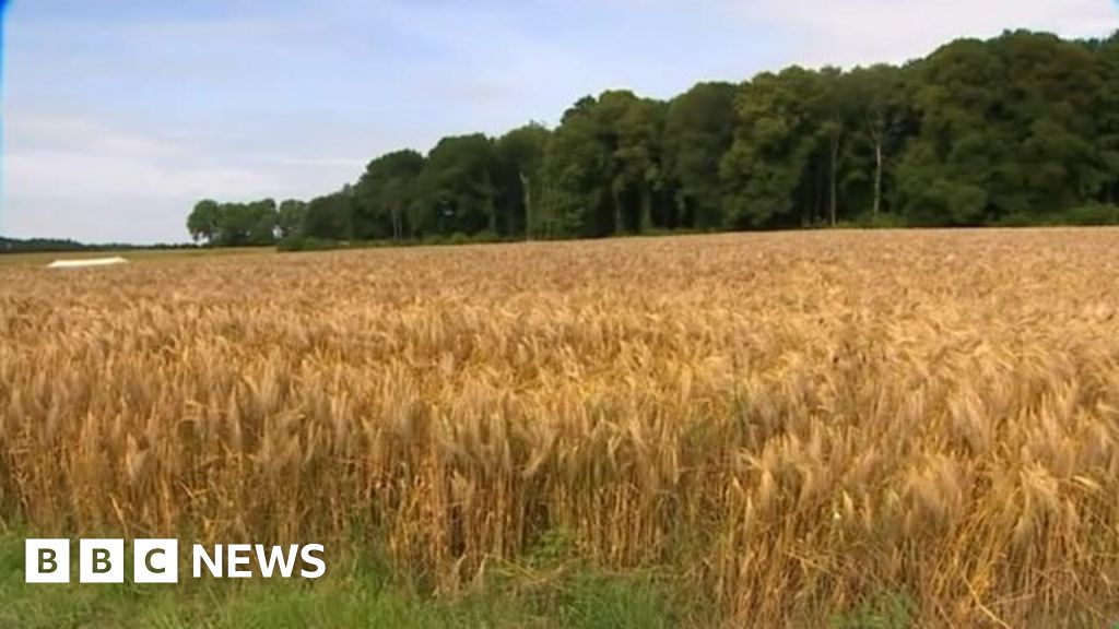 Battle of Mametz Wood scene revisited 100 years on - BBC News