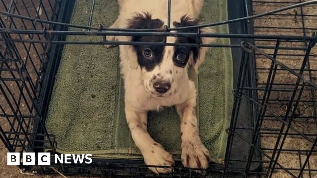 RSPCA warning after dogs dumped in Oxfordshire with note - BBC News