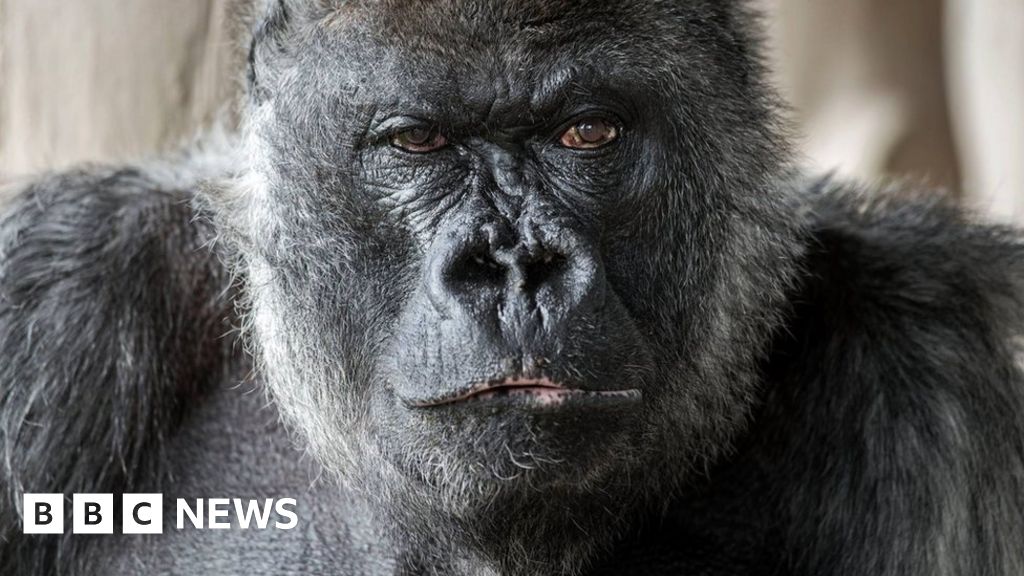 Longleat Safari Park: Gorilla Nico dies aged 56 - BBC News