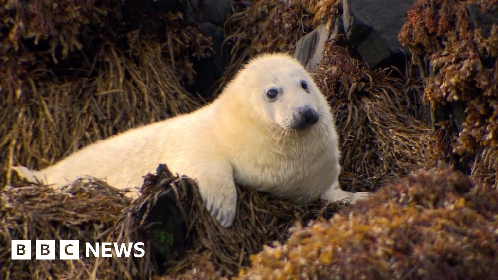 Grey seal population flourishing in Northern Ireland's waters - BBC News