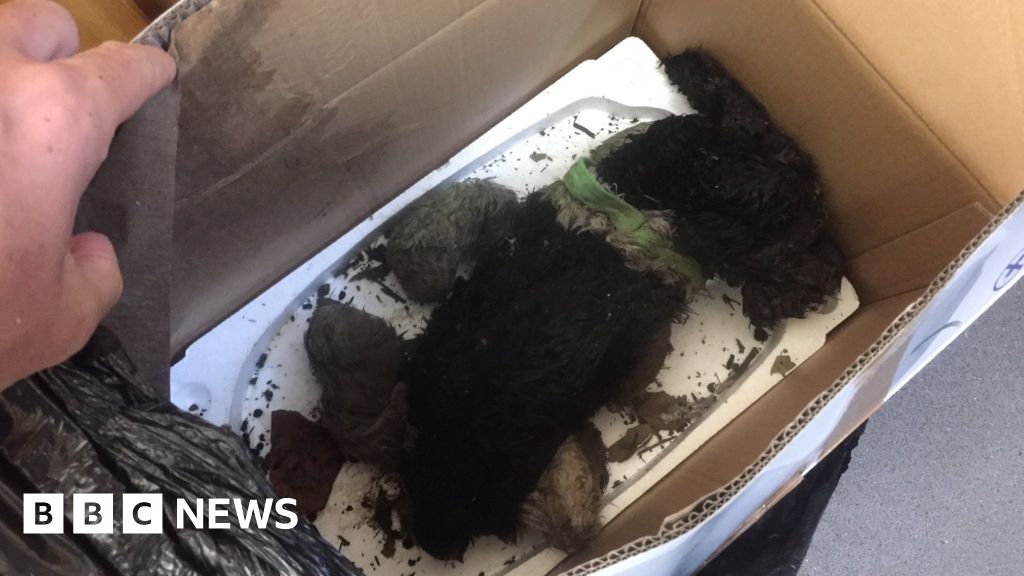 'Dead cat' found to be muddy puppet at Guernsey animal shelter - BBC News