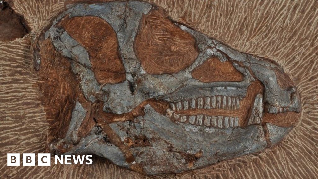 X-rays reveal complete dino skeleton - BBC News