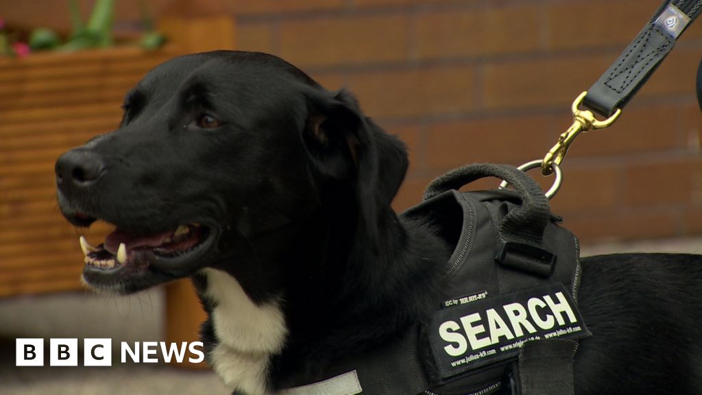 NI prisons: Sniffer dogs tackle drug smuggling - BBC News