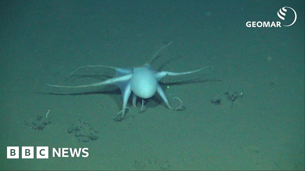 Deep sea mining threat to octopus - BBC News