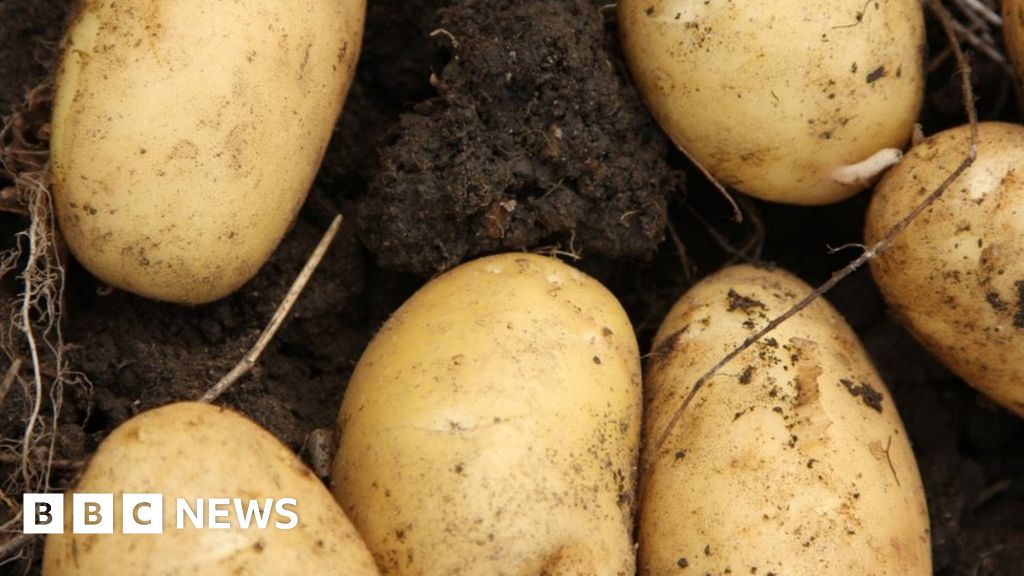 Coppenhall Place: Man eats potato to prove Crewe works land safe - BBC News
