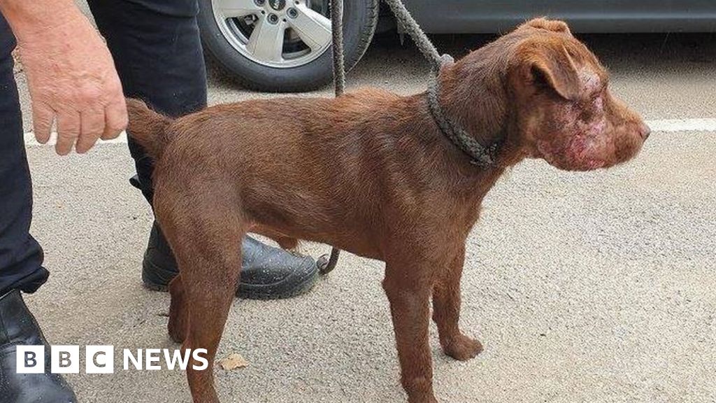 Badger baiting dog suffers 'horrendous injuries'