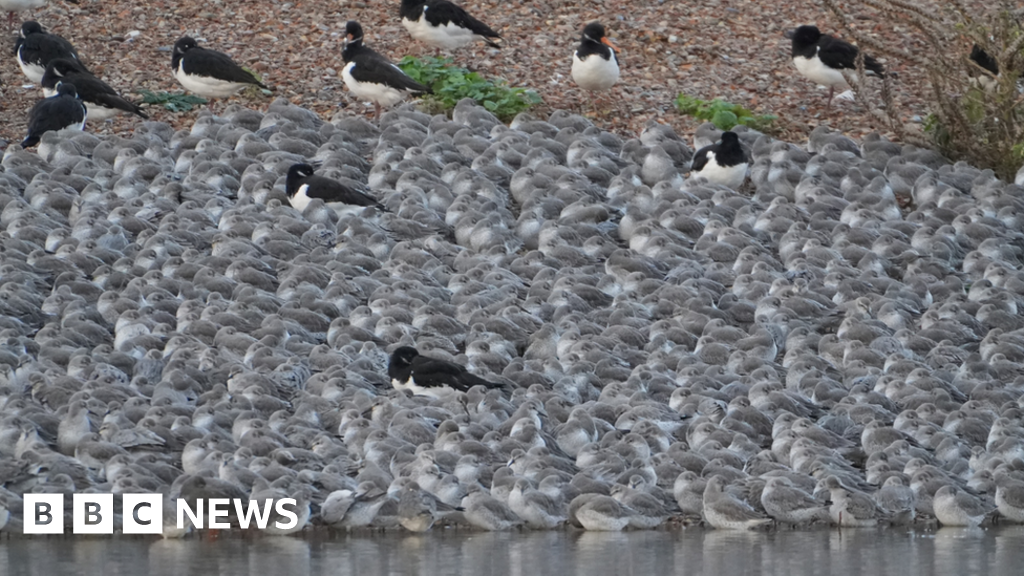 East Atlantic Flyway wetlands must be cherished, says RSPB - BBC News