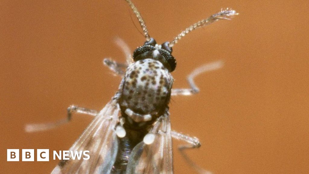 Peak levels of Highland biting midges expected soon - BBC News