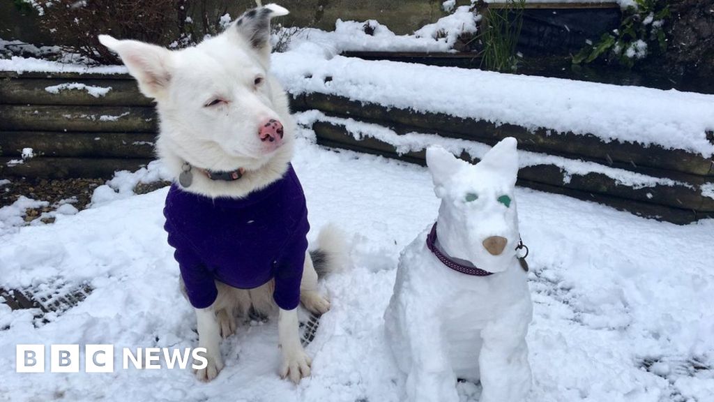 In pictures: Snow dogs of England - BBC News