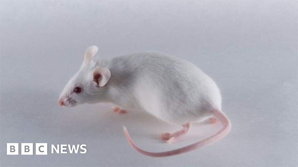 Rodents in Colombia senate send lawmakers scurrying - BBC News