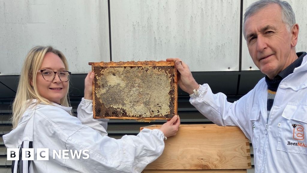 Thousands of bees start Coventry arena residency - BBC News