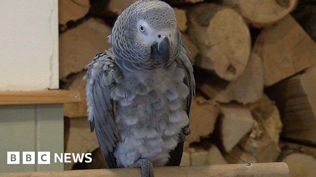 Meet Kara - the parrot who enjoys trekking and teasing dogs