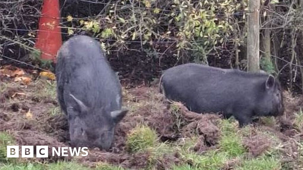 Pigs on the loose in Rotherham graveyard cost council up to £2,500 ...