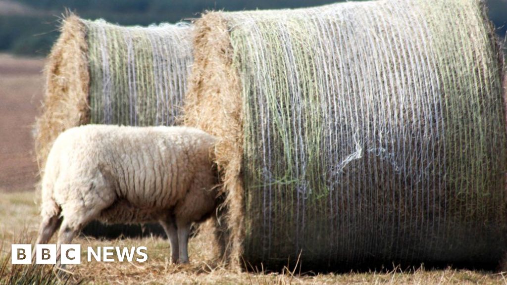 Sheep with head stuck in straw bale photo is social media hit - BBC News