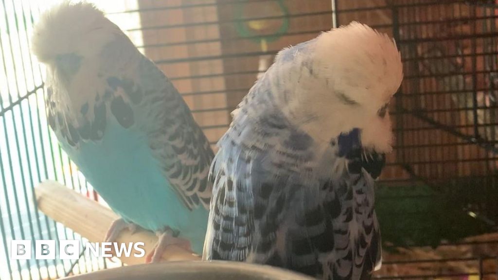 Three budgies die due to seizures 'caused by fireworks' - BBC News