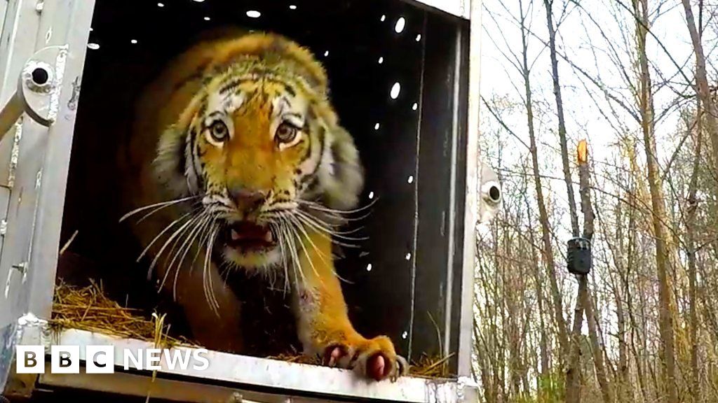 Rare Russian tiger returns to the wild - BBC News