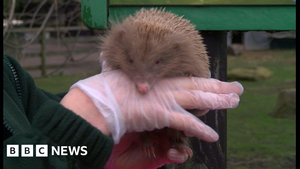 warm-weather-harms-hedgehog-hibernation-bbc-news