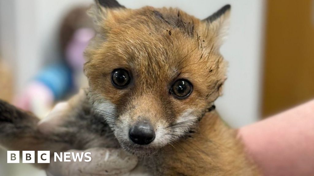 Essex firefighters rescue baby fox with jar on head