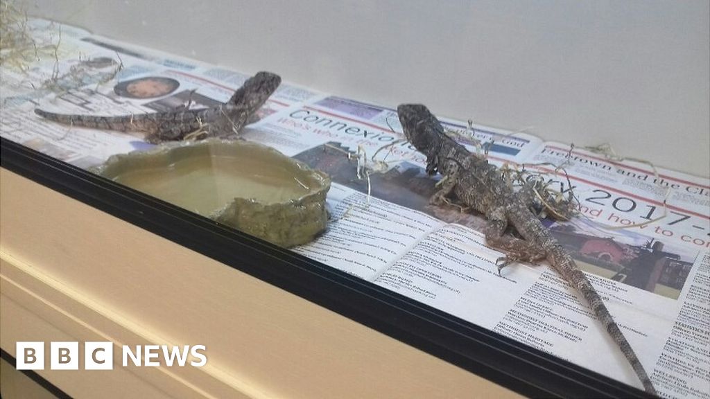 Lizards found dumped on doorstep in Edinburgh - BBC News