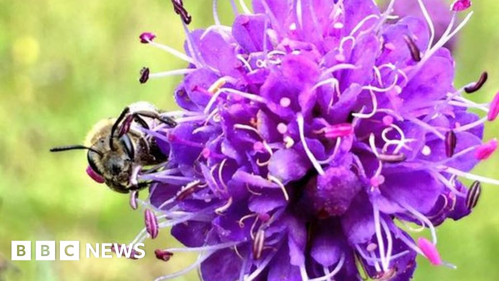Nests of rare bees found in Cairngorms - BBC News